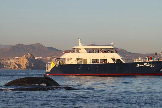 Sunset Dinner Cruise in Los Cabos - Key Points