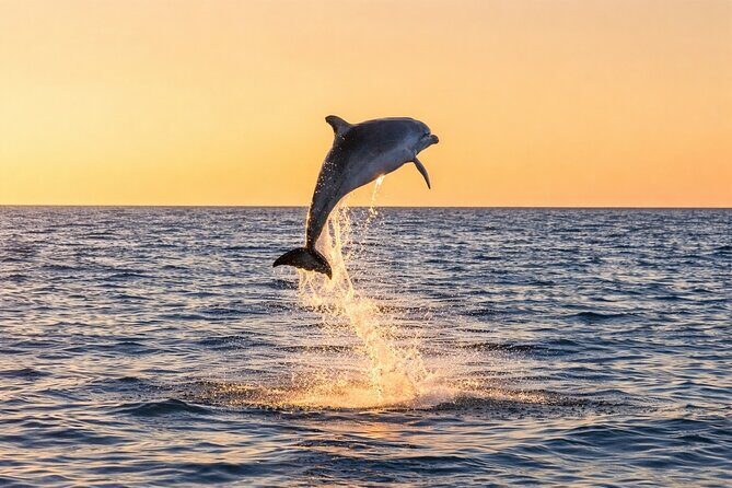 Sunset Dolphin Cruise in Panama City Beach - Key Points