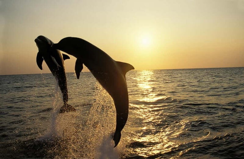 Sunset Dolphin Cruise with Dinner  Medulin Archipelago - A Complete Guide to the Sunset Dolphin Cruise with Dinner in Medulin