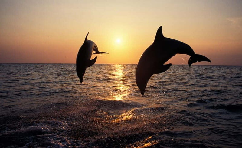 Sunset Dolphin Cruise with Dinner  Medulin Archipelago - The Experience from the Reviews