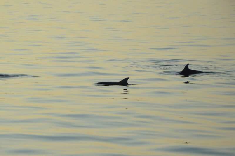 Sunset Dolphin Cruise with Dinner  Medulin Archipelago - The Sum Up