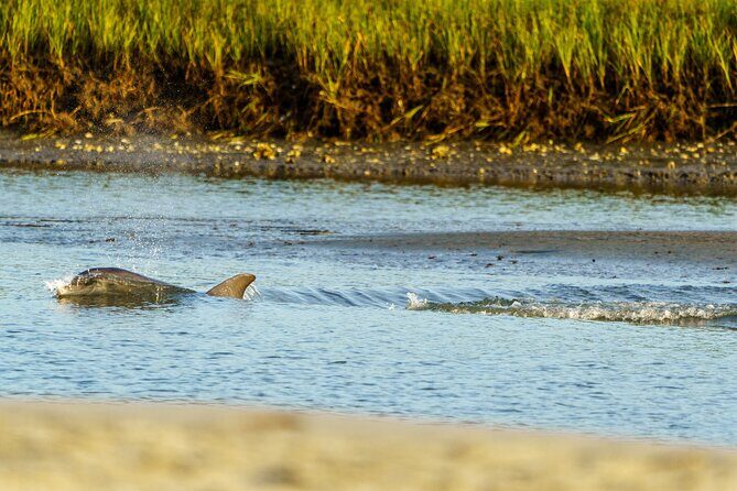 Sunset Dolphin Eco Tour - Key Points