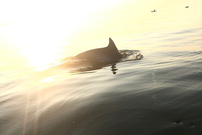 Sunset Dolphin Kayak Tours - An In-Depth Look at the Experience