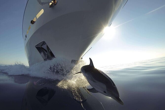 Sunset Dolphin Watching Boat Tour from Vrsar - An Introduction to the Sunset Dolphin Watching Experience