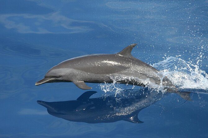 Sunset Dolphin Watching Boat Tour from Vrsar - The Experience: What Travelers Say
