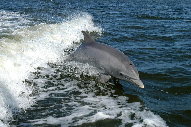 Sunset Dolphin Watching Boat Tour from Vrsar - Who Should Consider This Tour