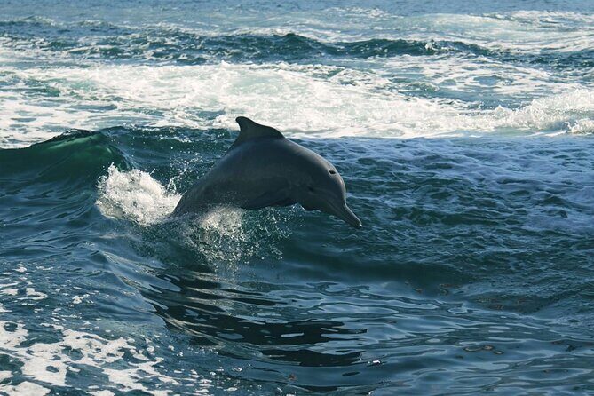 Sunset Dolphin Watching Boat Tour from Vrsar - FAQ