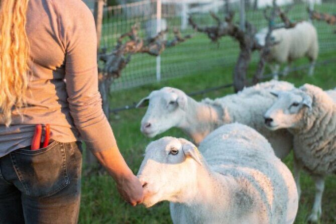 Sunset Eco Farm Experience Sheep Olive Oil Wine Cheese Tasting - What Makes This Sunsetting Farm Tour Stand Out?