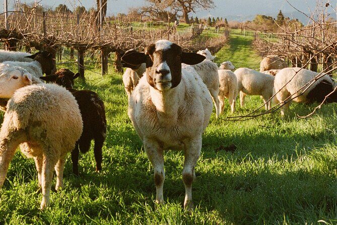 Sunset Eco Farm Experience Sheep Olive Oil Wine Cheese Tasting - Why This Tour Offers Real Value