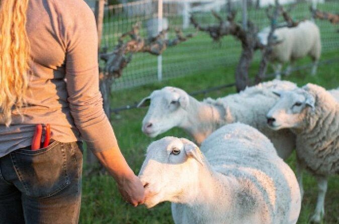 Sunset Eco Farm Experience Sheep Olive Oil Wine Cheese Tasting - Practical Tips for Visitors