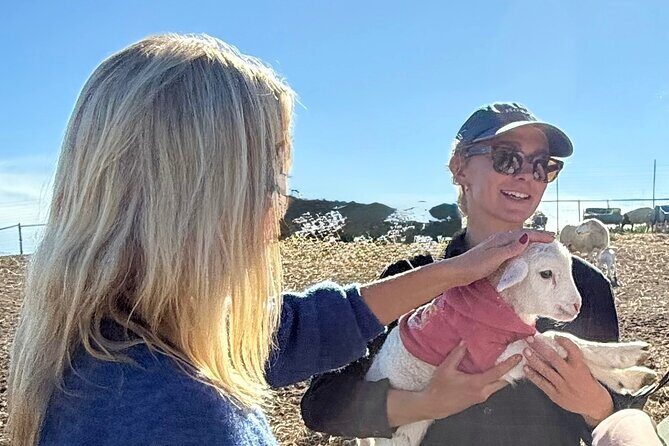 Sunset Eco Farm Experience Sheep Olive Oil Wine Cheese Tasting - The Sum Up: Who Will Love This Tour?