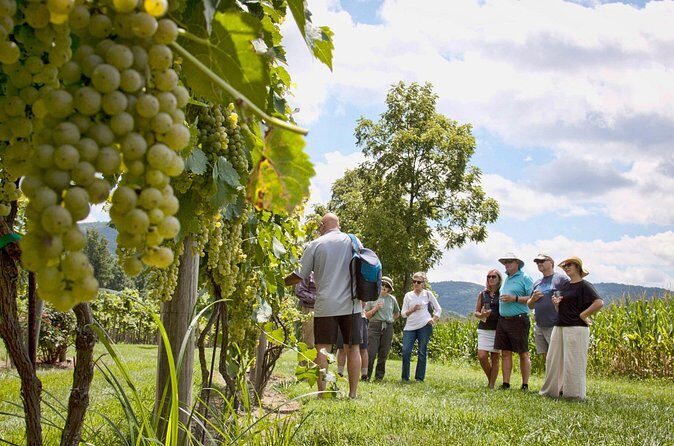 Sunset Eco Farm Experience Sheep Olive Oil Wine Cheese Tasting - FAQ