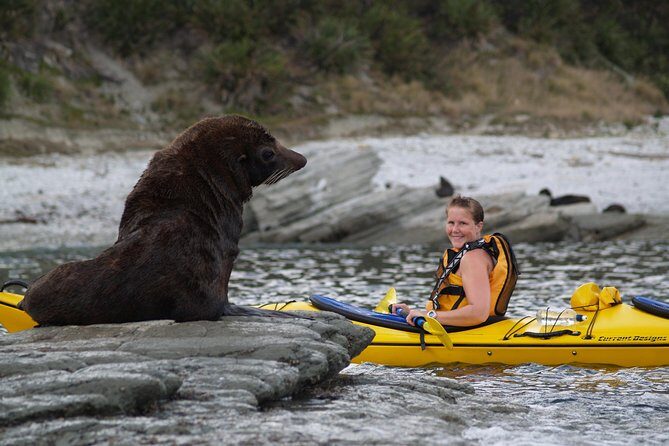 Sunset Evening Kayaking Tour - Kaikoura - FAQ