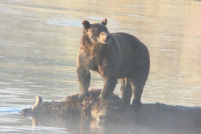 Sunset Hayden Valley Wildlife Safari | Catered Dinner | PRIVATE - Key Points