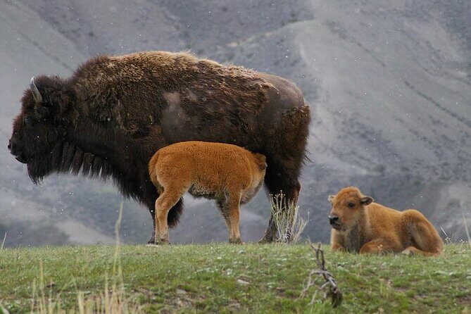Sunset Hayden Valley Wildlife Safari | Catered Dinner | PRIVATE - Introduction: Is This Yellowstone Wildlife Safari Right for You?