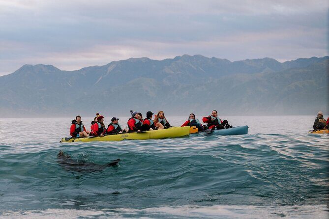 Sunset Kayak tour in Kaikoura - What Makes This Tour Stand Out