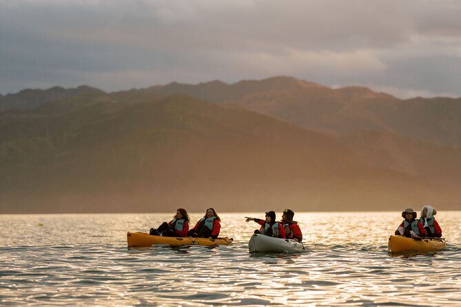 Sunset Kayak tour in Kaikoura - Who Should Book This Tour?