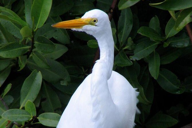 Sunset Kayak Tour in the Mangrove Lagoon, St Thomas - Who Should Consider This Tour?
