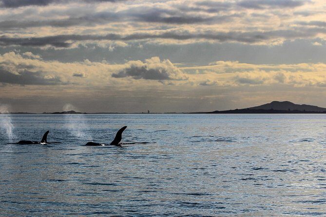 Sunset kayak tour to Rangitoto Island - Why This Tour Is Worth It