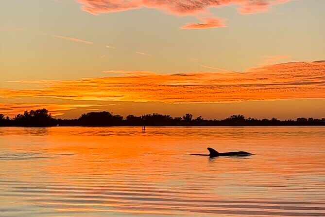 Sunset Kayaking with Dolphins - The Experience: A Deep Dive into What You Can Expect