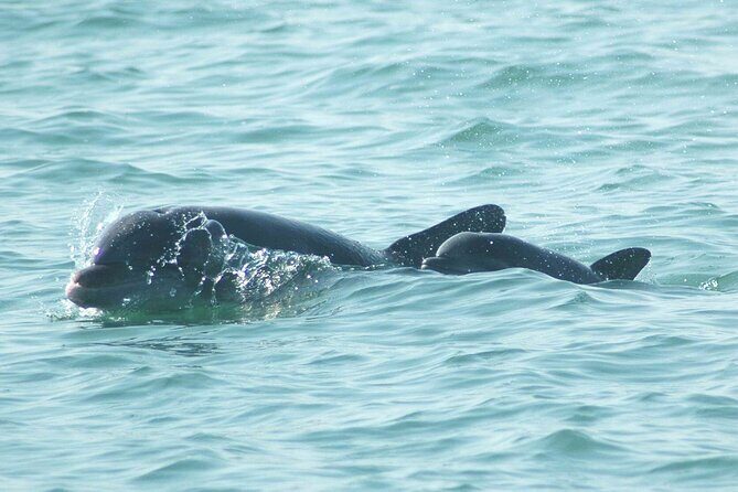 Sunset Kayaking with Dolphins - The Itinerary: Step-by-Step