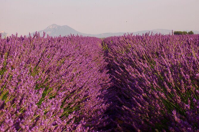 Sunset Lavender Tour in Valensole with pickup from Marseille - Introduction: Why Consider This Lavender Tour?
