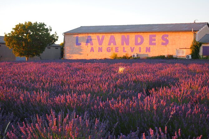 Sunset Lavender Tour in Valensole with pickup from Marseille - Highlights and Unique Experiences