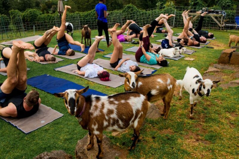 Sunset Maui Goat Yoga with Live Music - Key Points