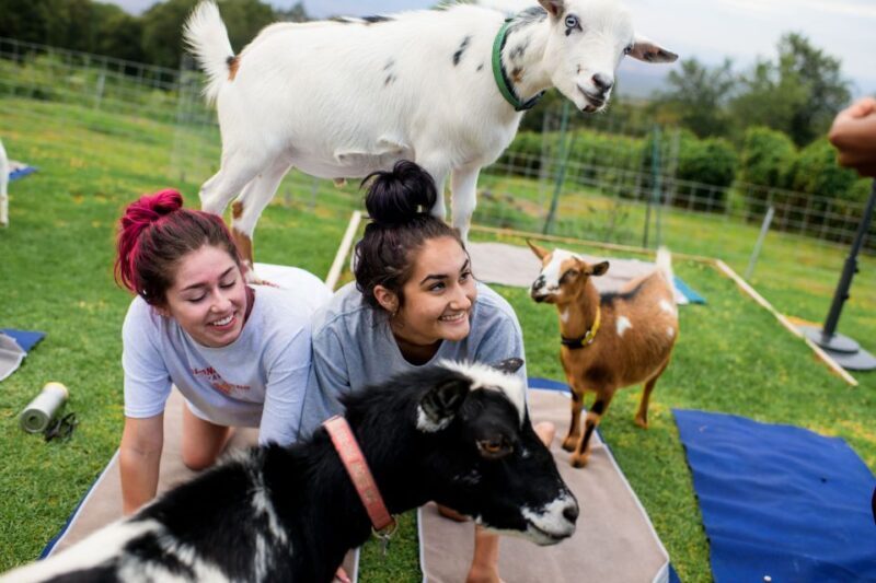 Sunset Maui Goat Yoga with Live Music - What is the Maui Goat Yoga Experience?