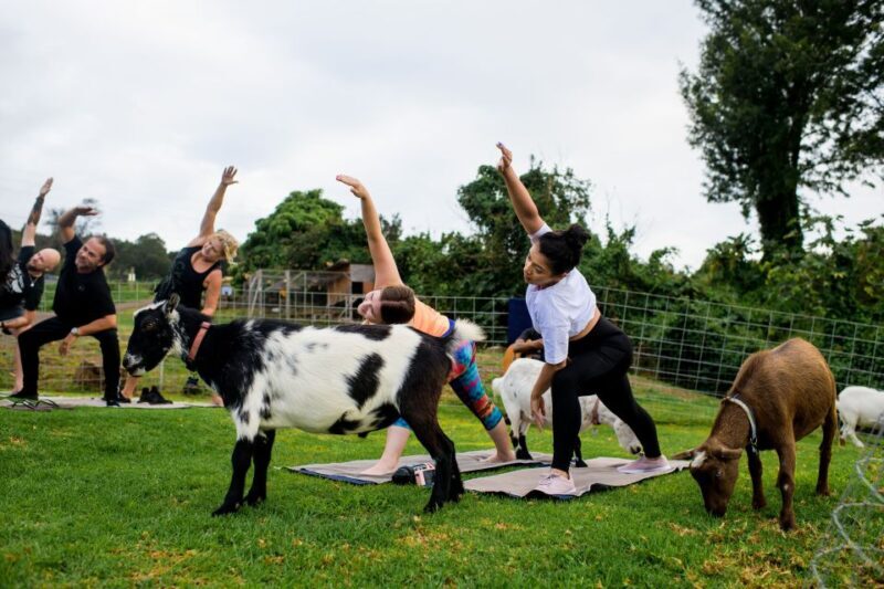 Sunset Maui Goat Yoga with Live Music - The Playtime and Goat Interaction