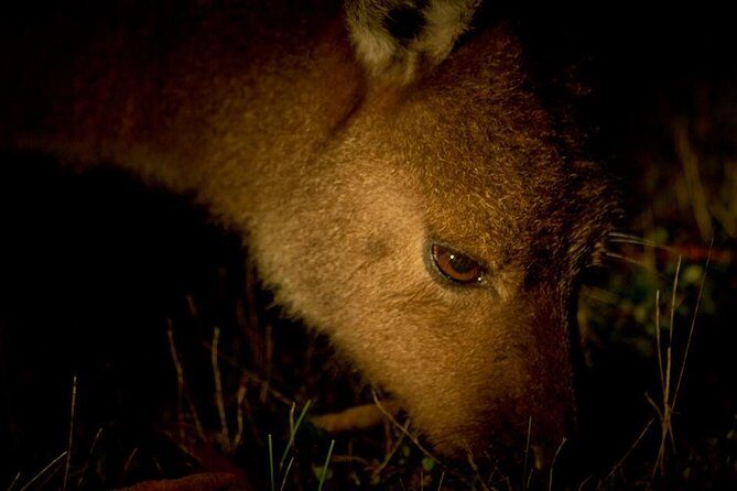 Sunset Nocturnal Adventure Tour - Who Should Book This Tour?