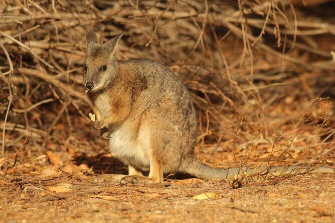 Sunset Nocturnal Adventure Tour - Frequently Asked Questions