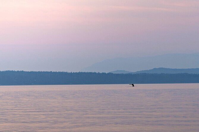 Sunset on the Salish Sea Tour in Campbell River - Exploring the Itinerary: What You Can Expect
