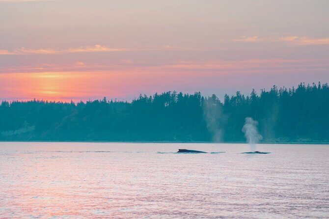 Sunset on the Salish Sea Tour in Campbell River - The Sum Up: Who Should Consider This Tour?