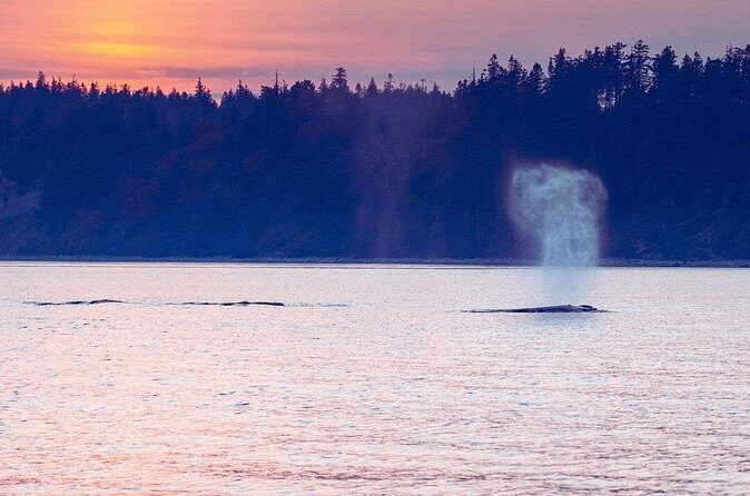 Sunset on the Salish Sea Tour in Campbell River - FAQ