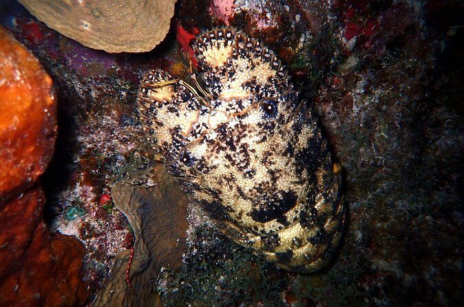 Sunset on the Water + Night Snorkeling with Guide in St. Thomas - Final Thoughts