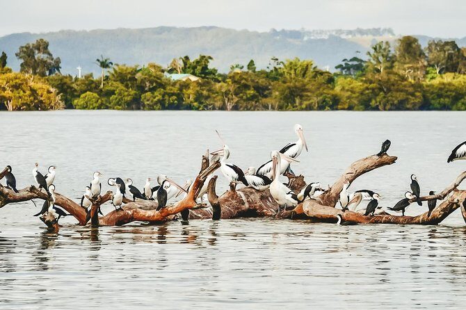 Sunset River Cruise near Byron Bay - The Experience: What to Expect on the Sunset River Cruise