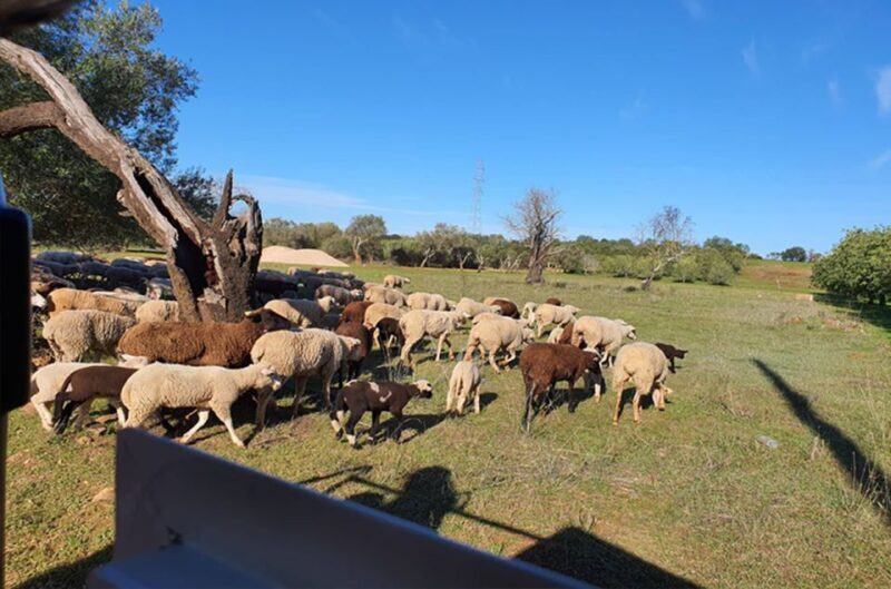 Sunset Safari in the Algarve Mountains - An In-Depth Look at the Experience