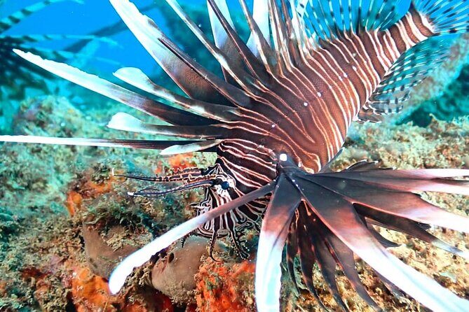 Sunset Snorkeling - Meeting Points, Timing, and Practical Details