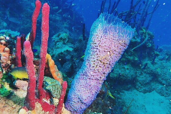 Sunset Snorkeling - The Sum Up: Who Is This Tour Best For?