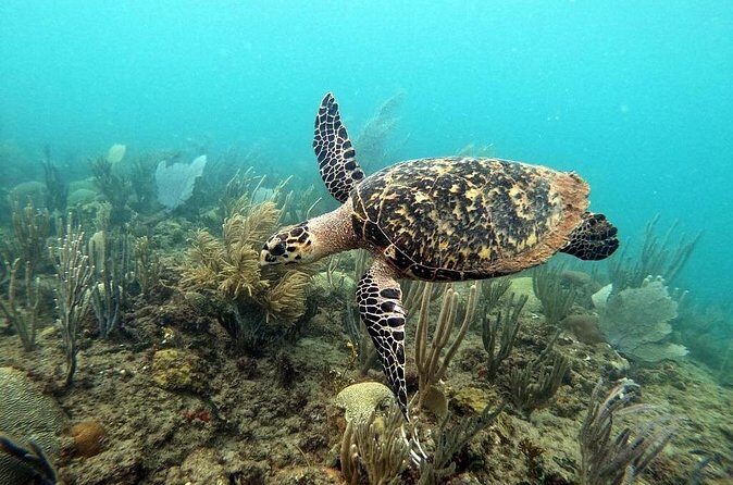 Sunset Snorkeling - Frequently Asked Questions