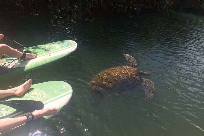Sunset Stand Up Paddle with Photos and Turtles - The Intimate Tour Setting