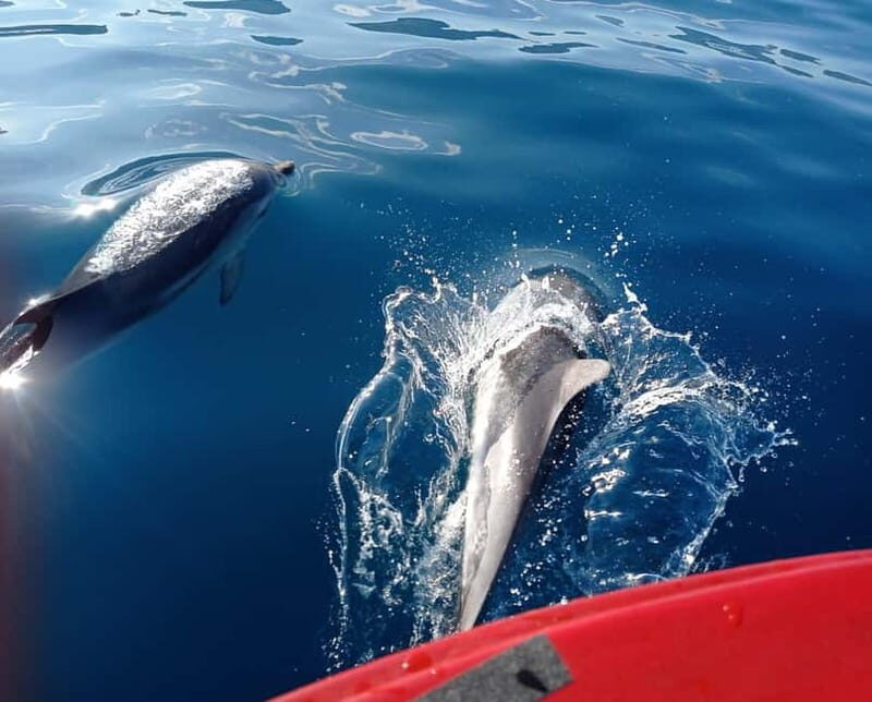 Sunset tour in search of dolphins with aperitif - Final Thoughts