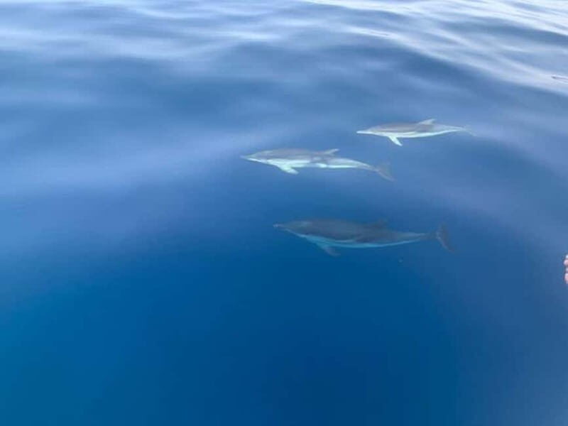 Sunset tour in search of dolphins with aperitif - Key Points
