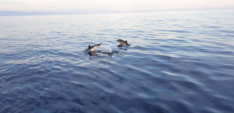 Sunset tour in search of dolphins with aperitif - Who Will Love This Tour?