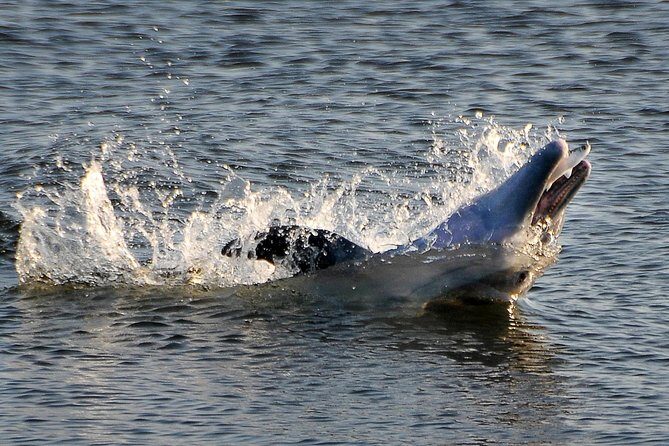 Sunset Tour Mangrove, Dolphins, Manatee #1 Rated in Cocoa Beach - An Inside Look at the Experience