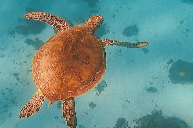 Sunset tour on a unique polynesian sailing outrigger - A Closer Look at the Sunset Polynesian Outrigger Tour