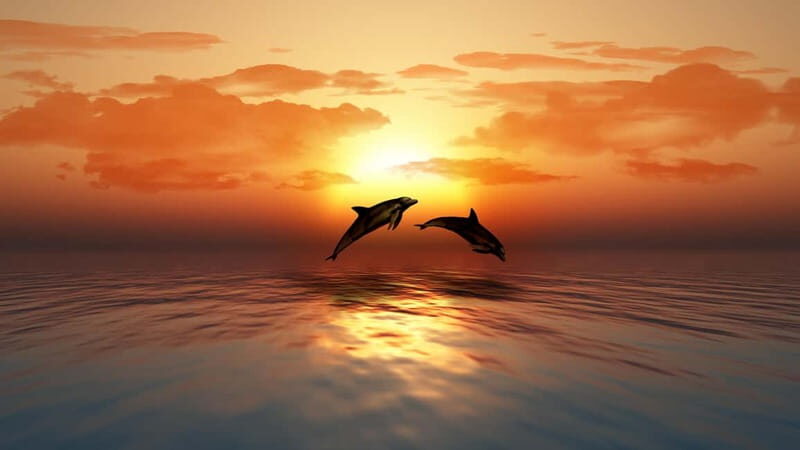 SUNSET TOUR WITH DOLPHIN WATCHING - The Dolphin Search and Marine Encounters