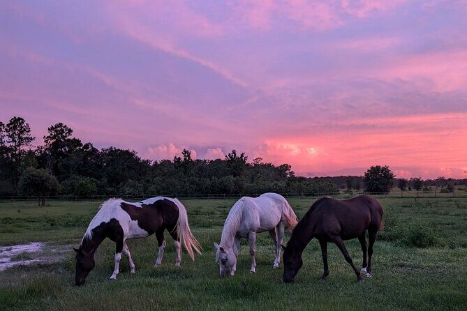 Sunset Trail Ride and Campfire Experience at Rock Springs - Who This Tour Is Best For