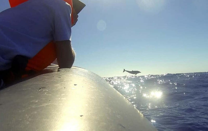 Sunset Trip + Dolphin & Whale Watching - Speed Boat - A Closer Look at the Tour Itinerary